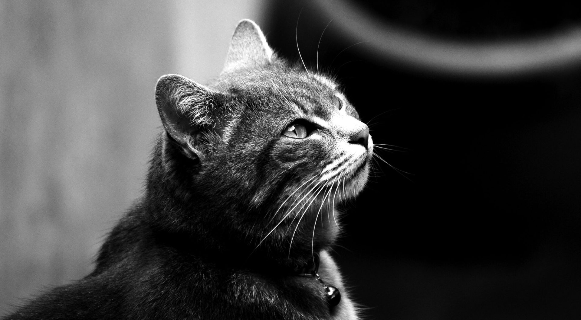 Amor De 4 Patas Tatuagens De Animais Por Beatriz Rezende Blog Tattoo2me